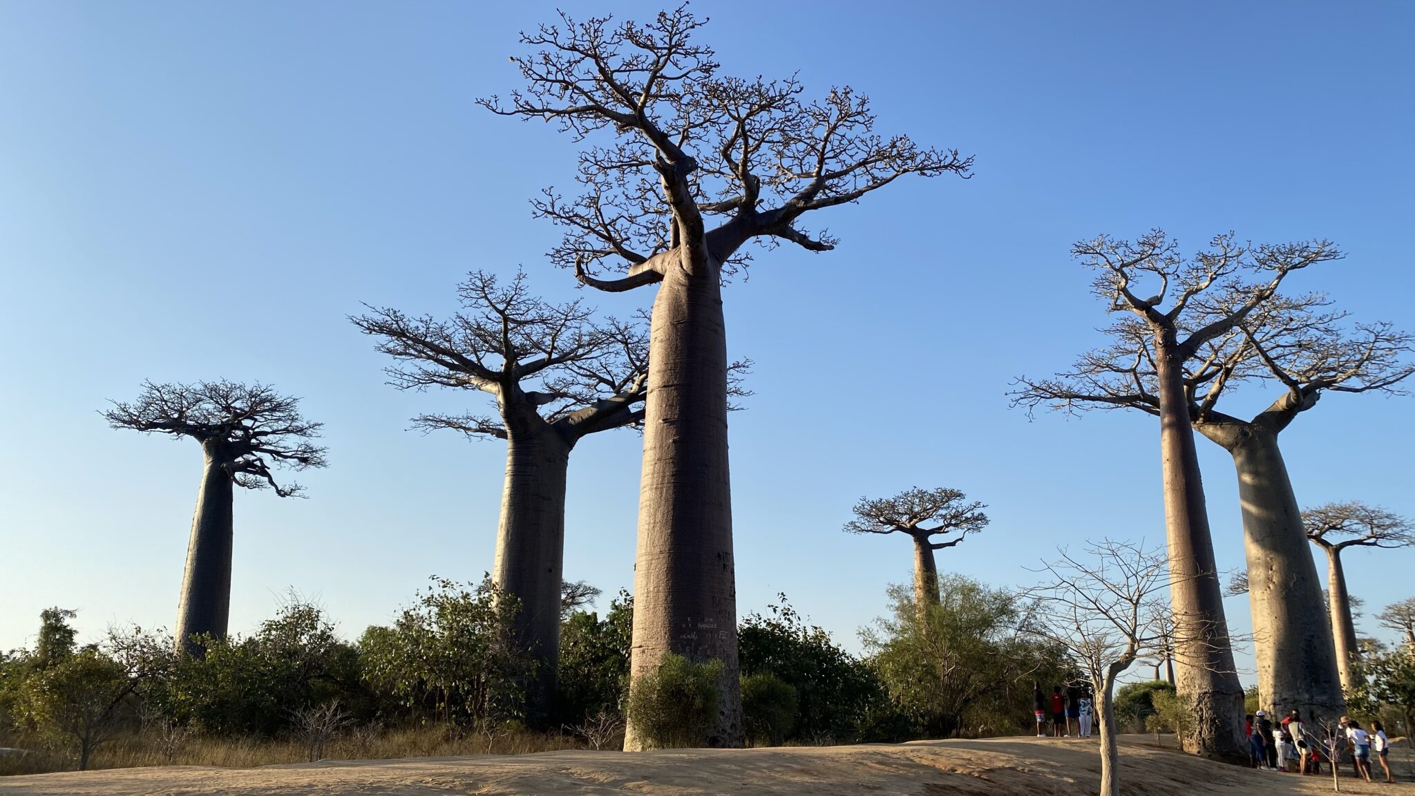 マダガスカルを旅する④ バオバブの木を見に行こう！Part3 〜絶景のバオバブ街道観光〜 / コジマ先生アフリカへ行く
