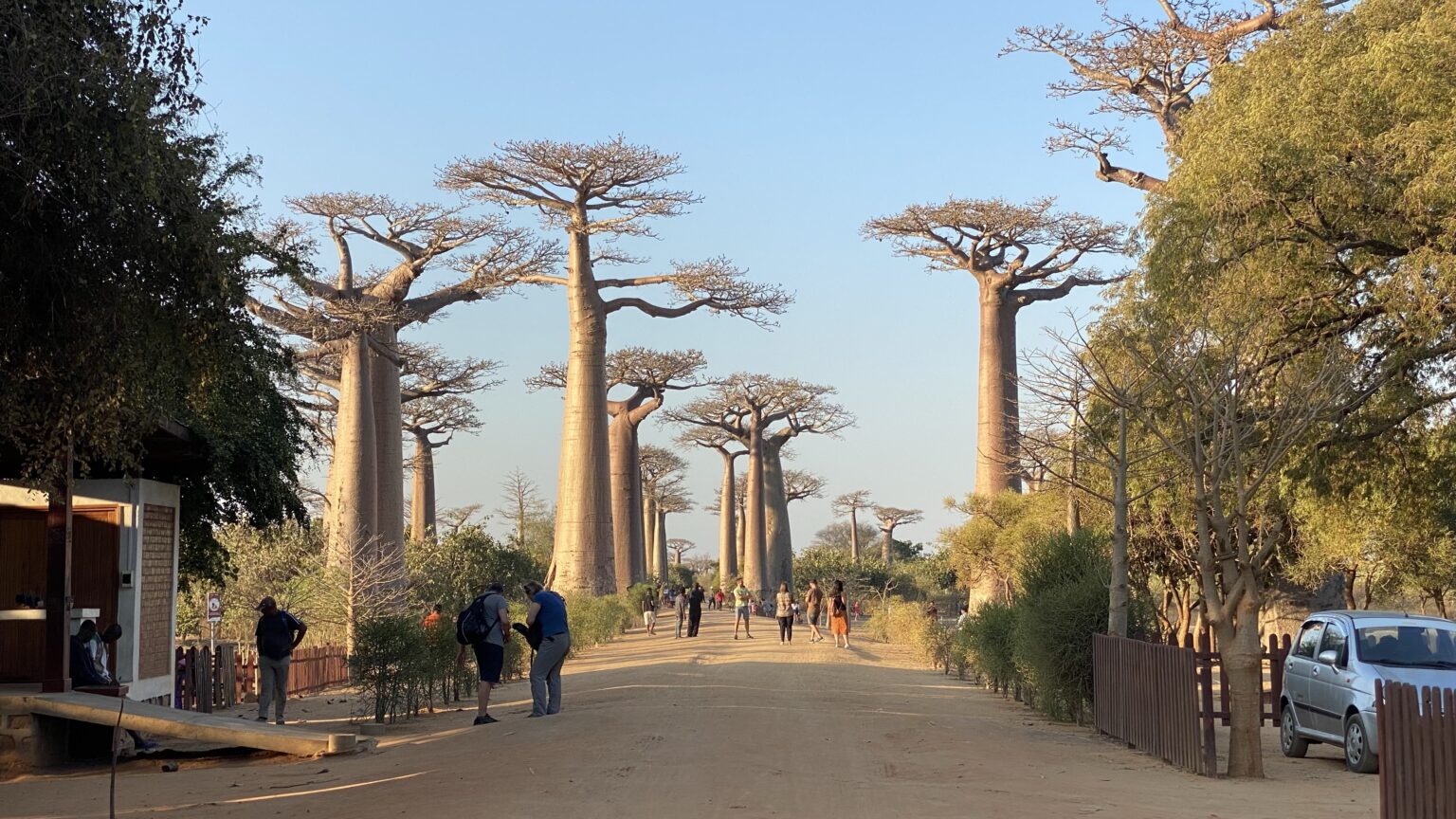 マダガスカルを旅する④ バオバブの木を見に行こう！Part3 〜絶景のバオバブ街道観光〜 / コジマ先生アフリカへ行く