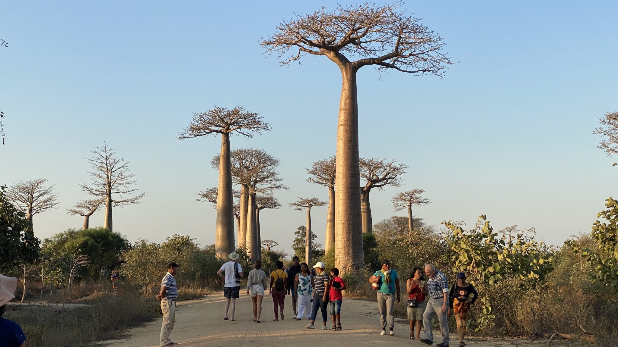 マダガスカルを旅する④ バオバブの木を見に行こう！Part3 〜絶景のバオバブ街道観光〜 / コジマ先生アフリカへ行く