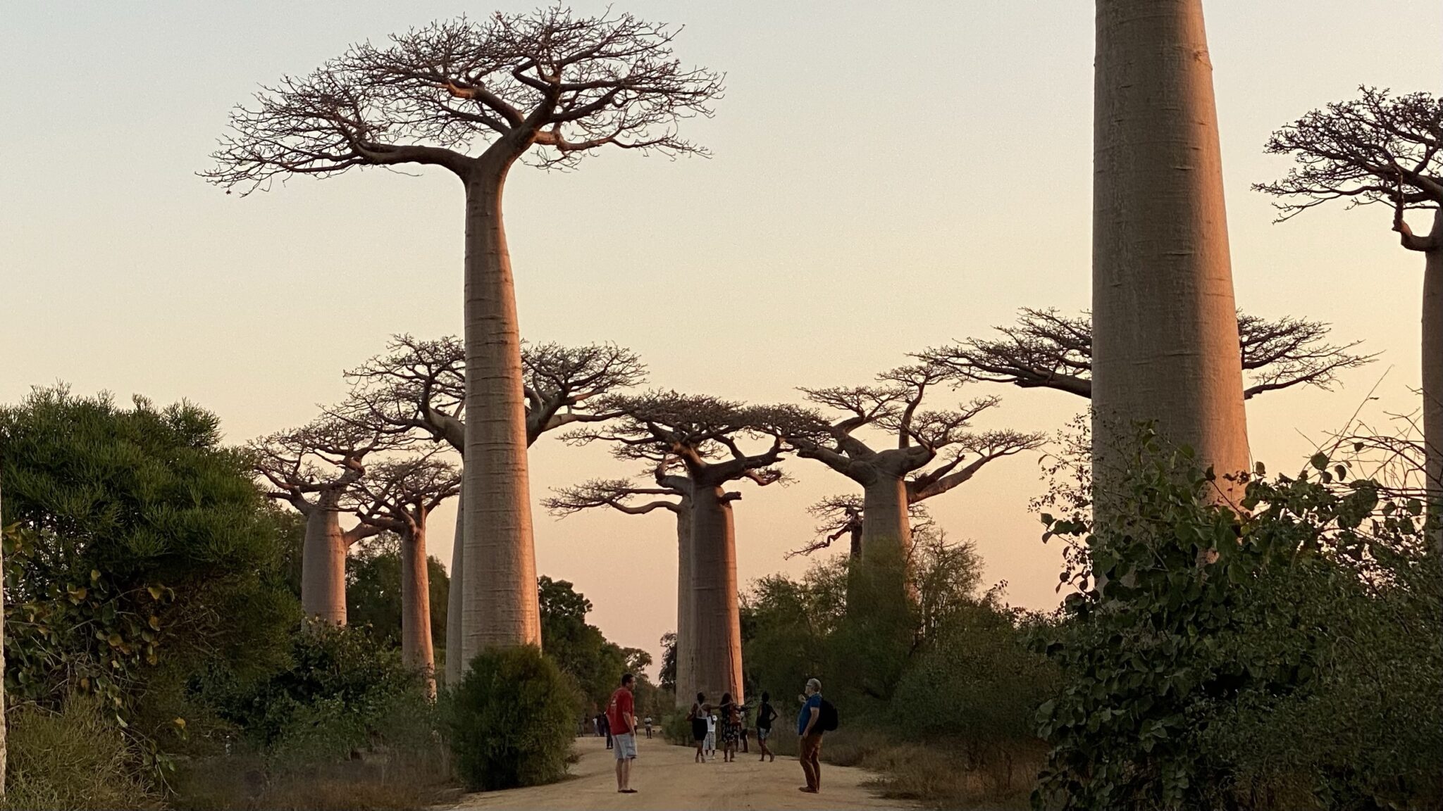 マダガスカルを旅する④ バオバブの木を見に行こう！Part3 〜絶景のバオバブ街道観光〜 / コジマ先生アフリカへ行く
